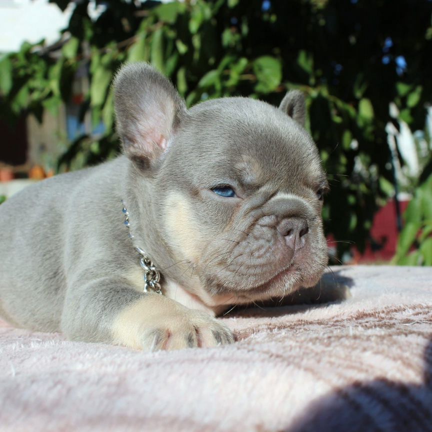 Французский бульдог