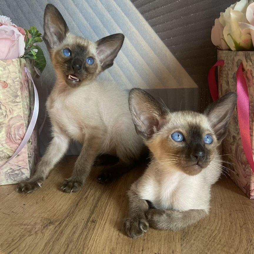 Ориентальный котёнок