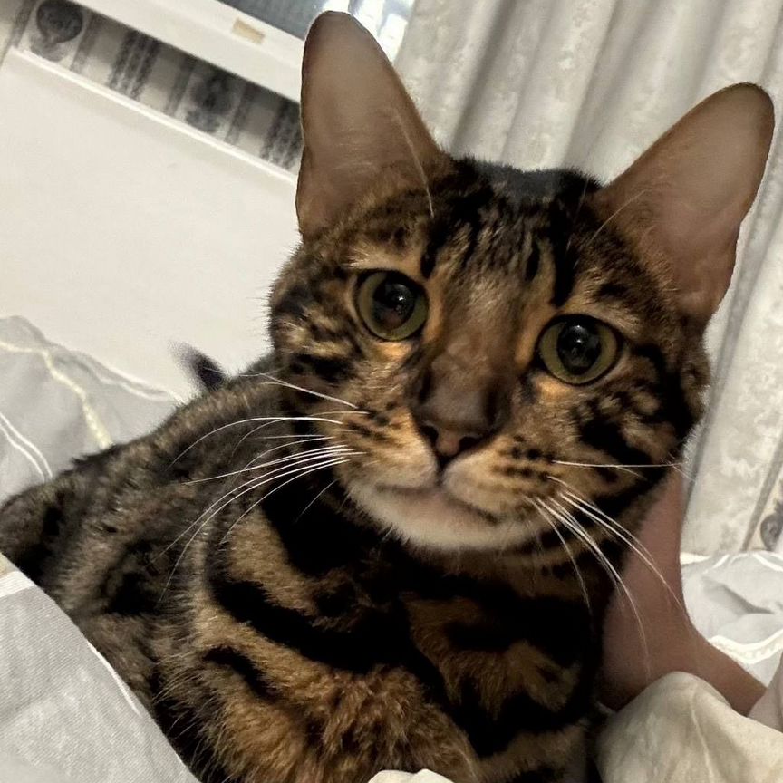 Ищем новый дом для кошки