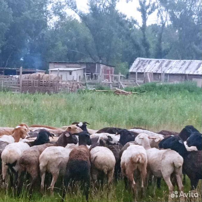 Овцы эдельбай+катум