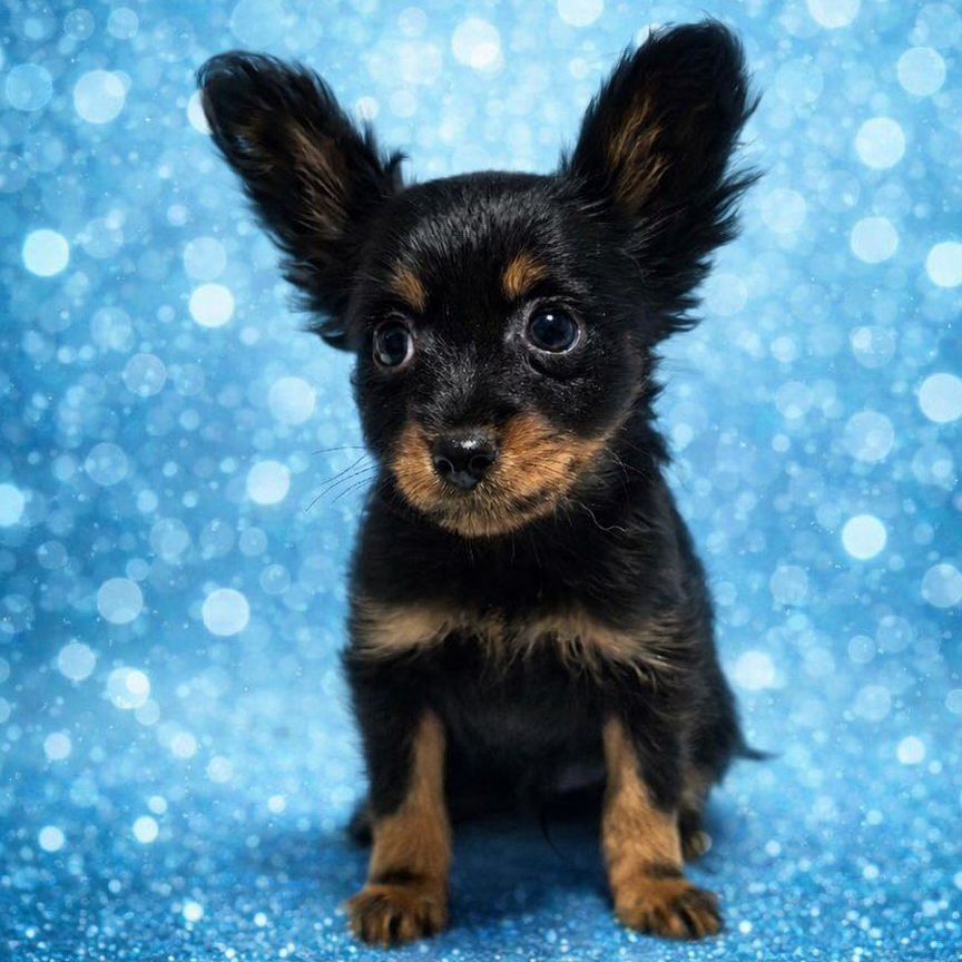 Русский той-терьер, щенок