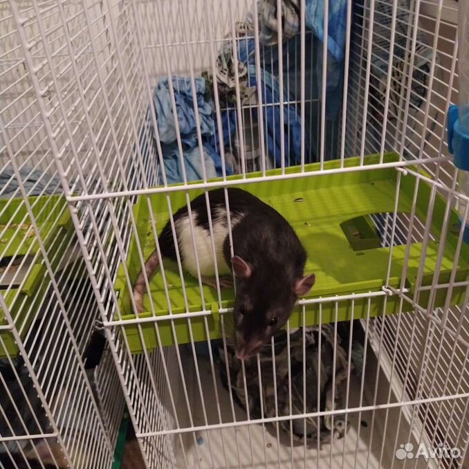 Крысы мальчики 2 мес