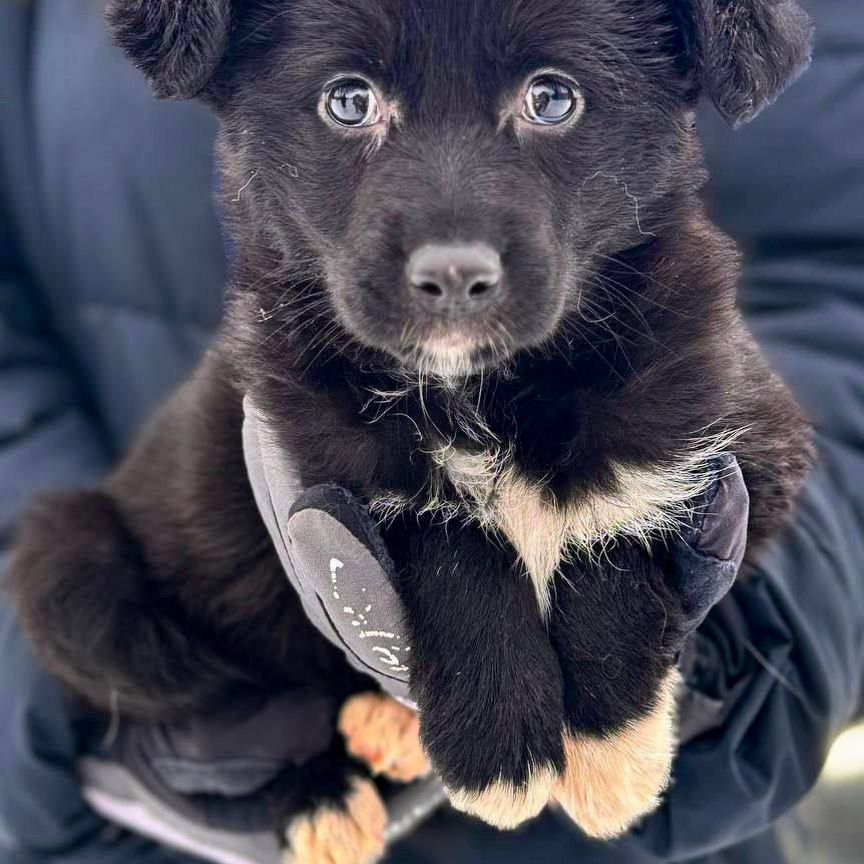 Щенок в добрые руки