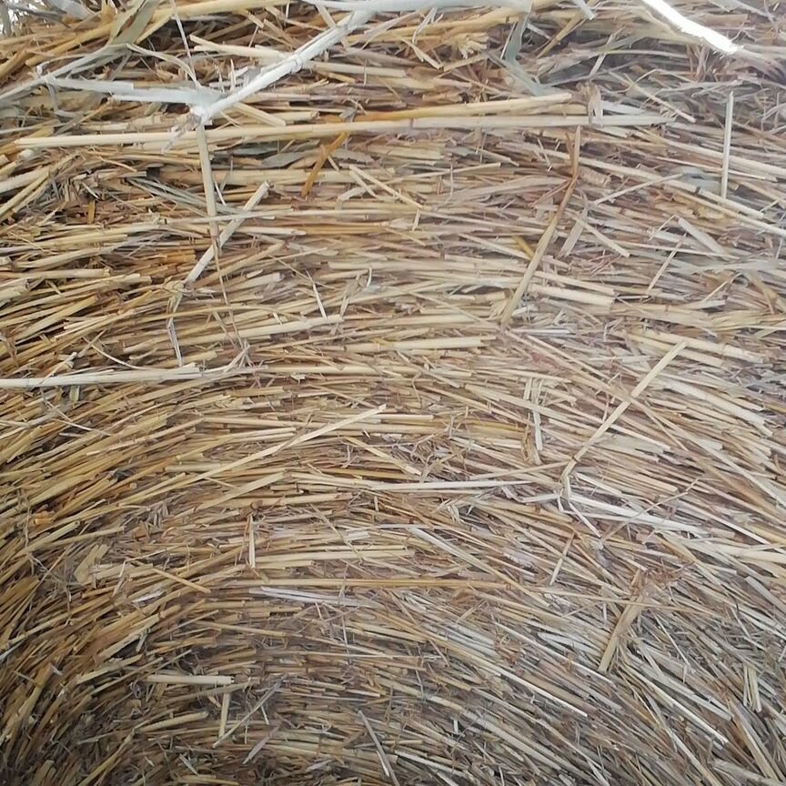 Солома пшеничная в рулонах