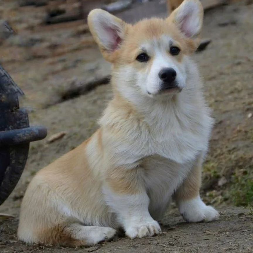 Вельш Корги Пемброк, щенок