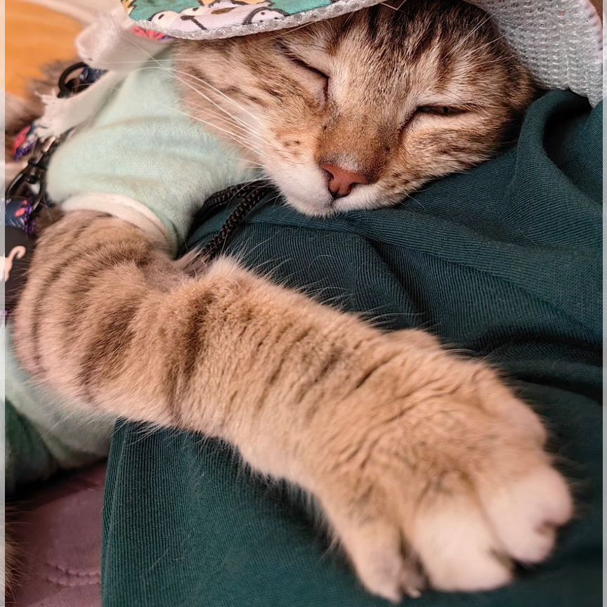 Взрослая, кошка в добрые руки