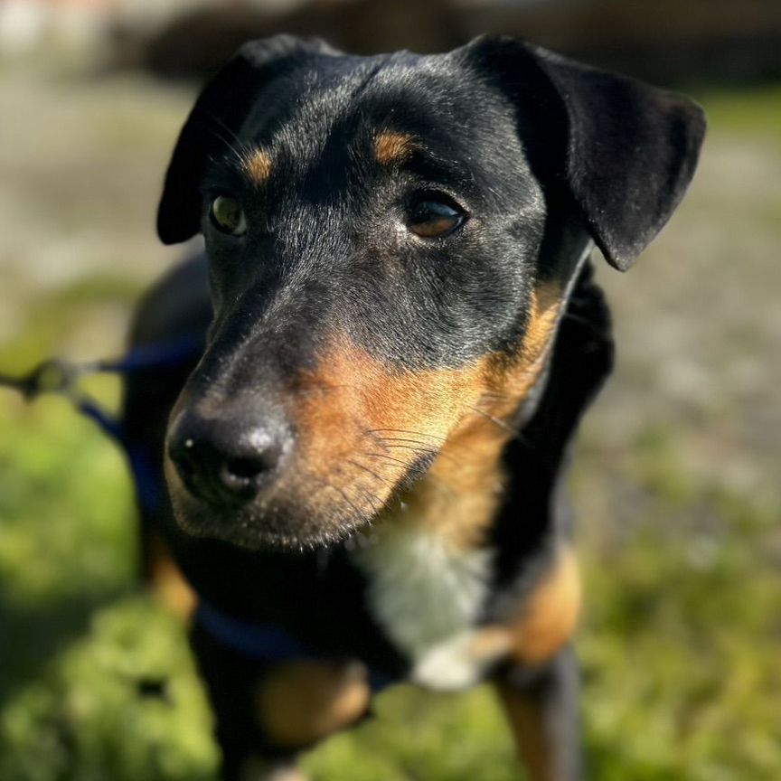 Такса, взрослая собака