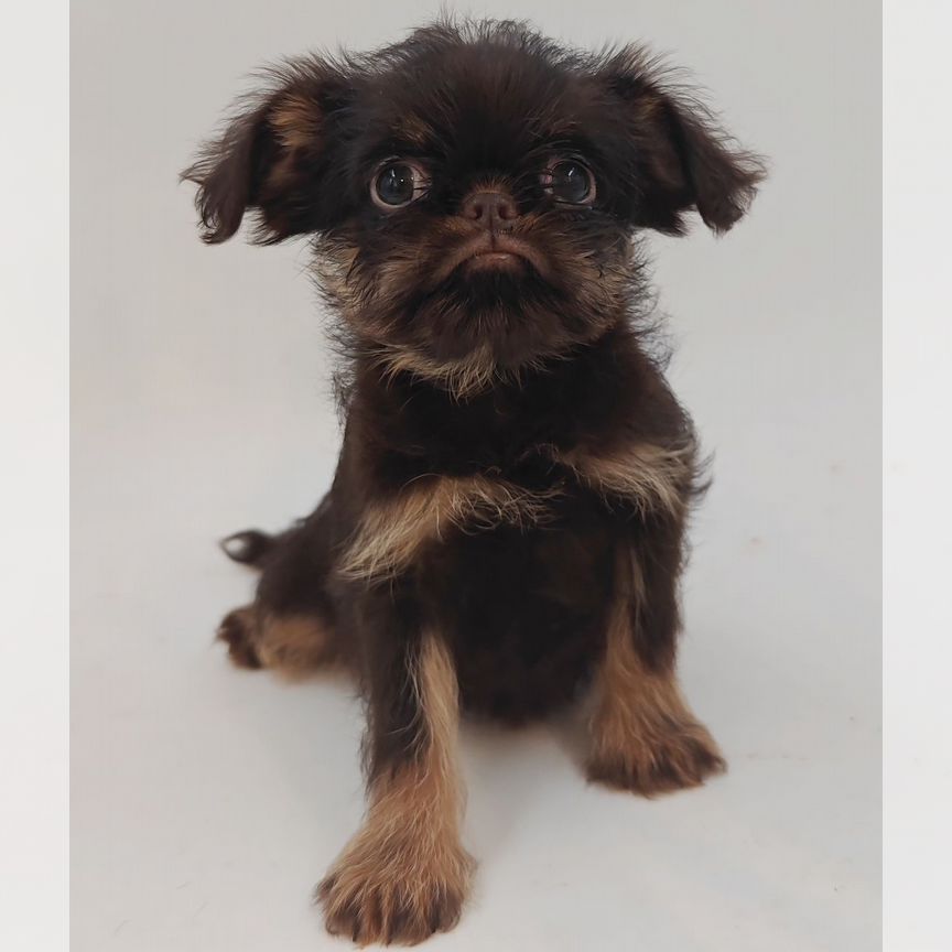 Бельгийский гриффон, щенок