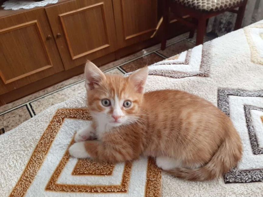Котята. Рыжее счастье
