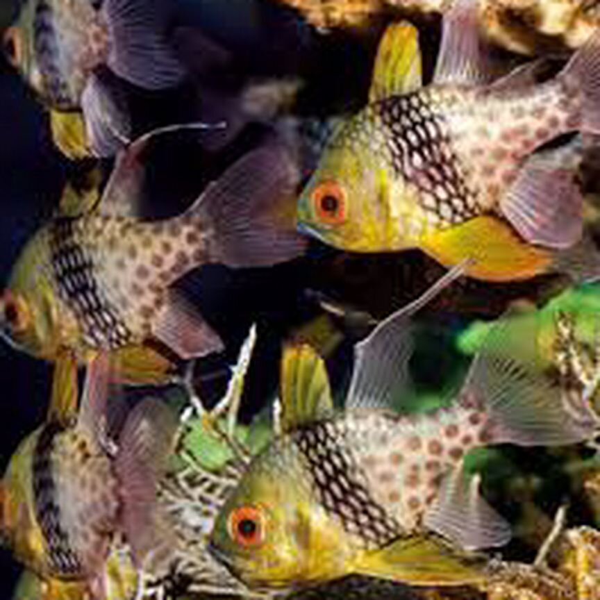 Морская рыбка Сферамия пятнистая