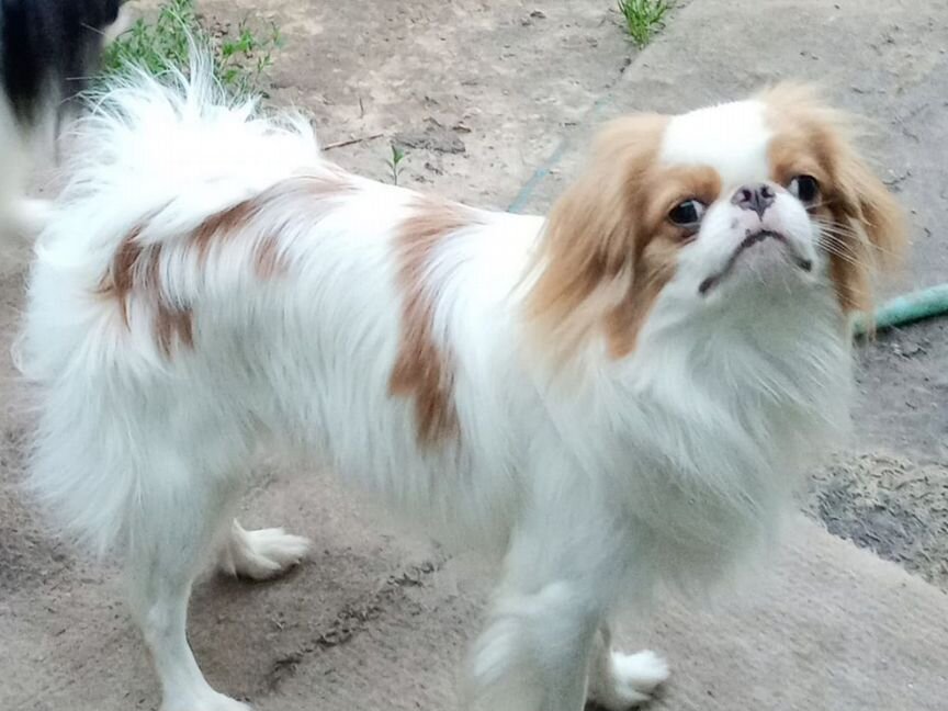 Щенки японского хина