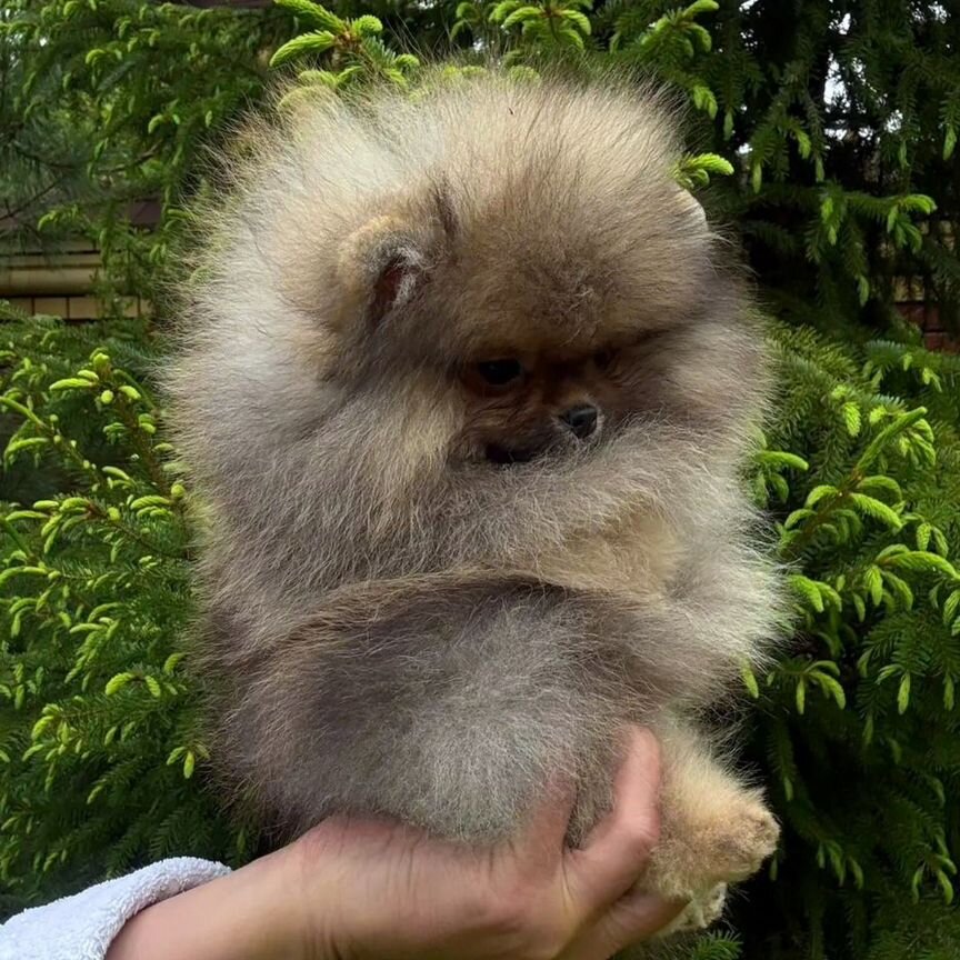 Померанский шпиц, щенок