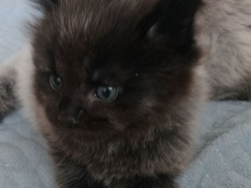 Кошки мейн-кун