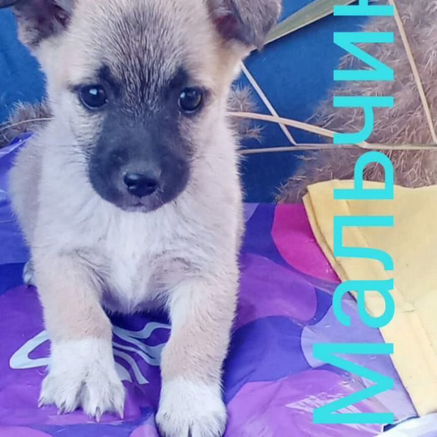 Щенок в добрые руки бесплатно маленькая порода