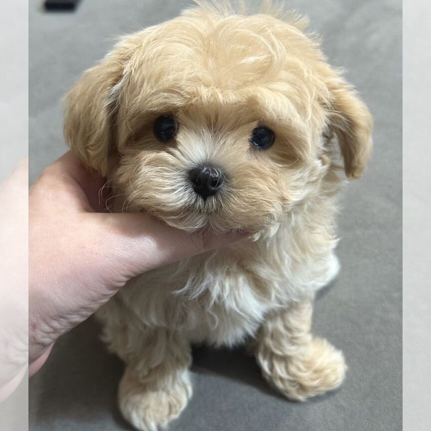 Мальтипу, щенок