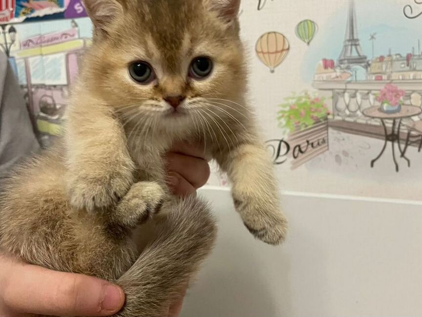 Шотландские прямоухие котята