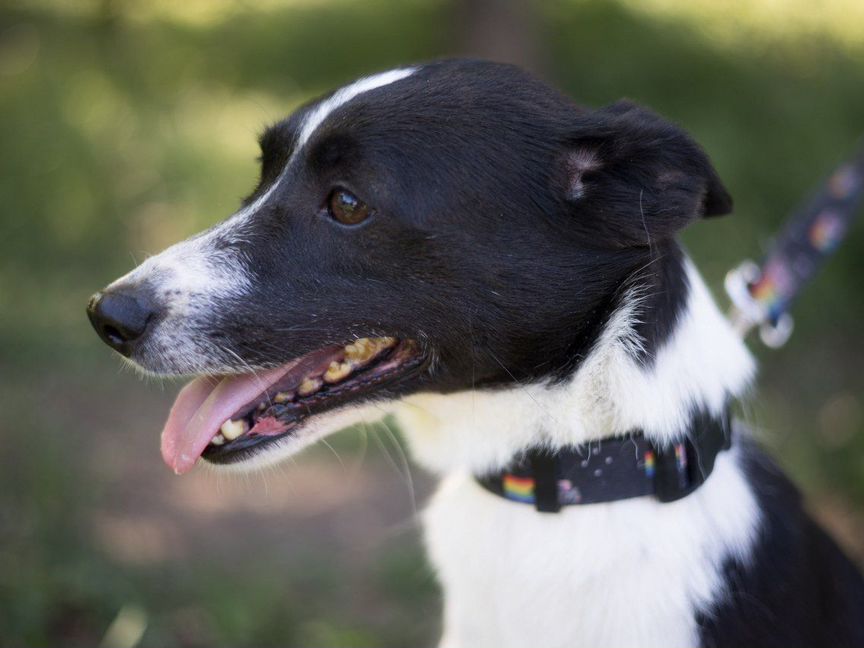 Маленькая собака в добрые руки