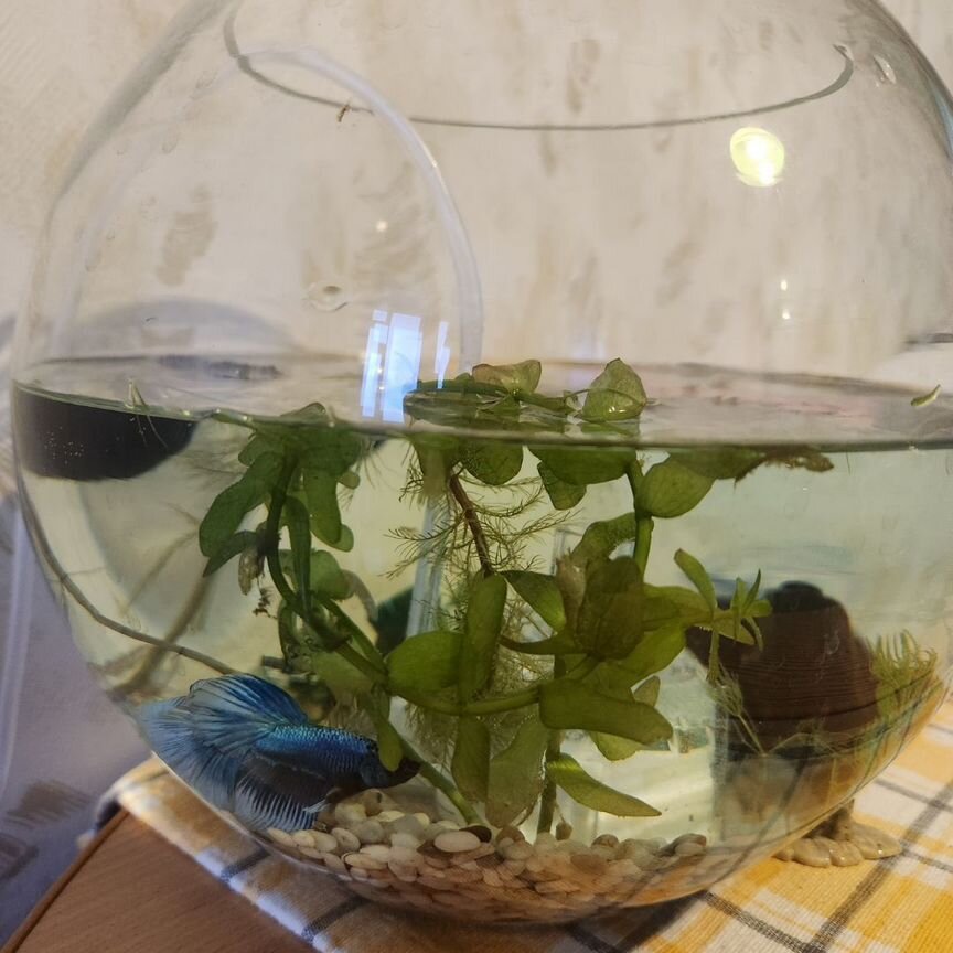 Аквариум круглый 7,5 литров с петушком