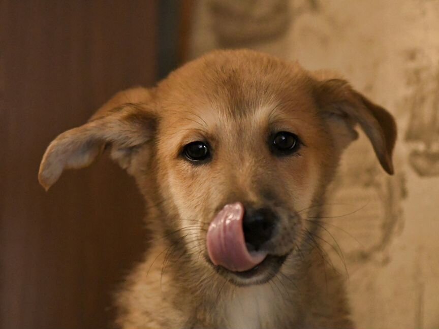 Щенок Ричи в добрые руки