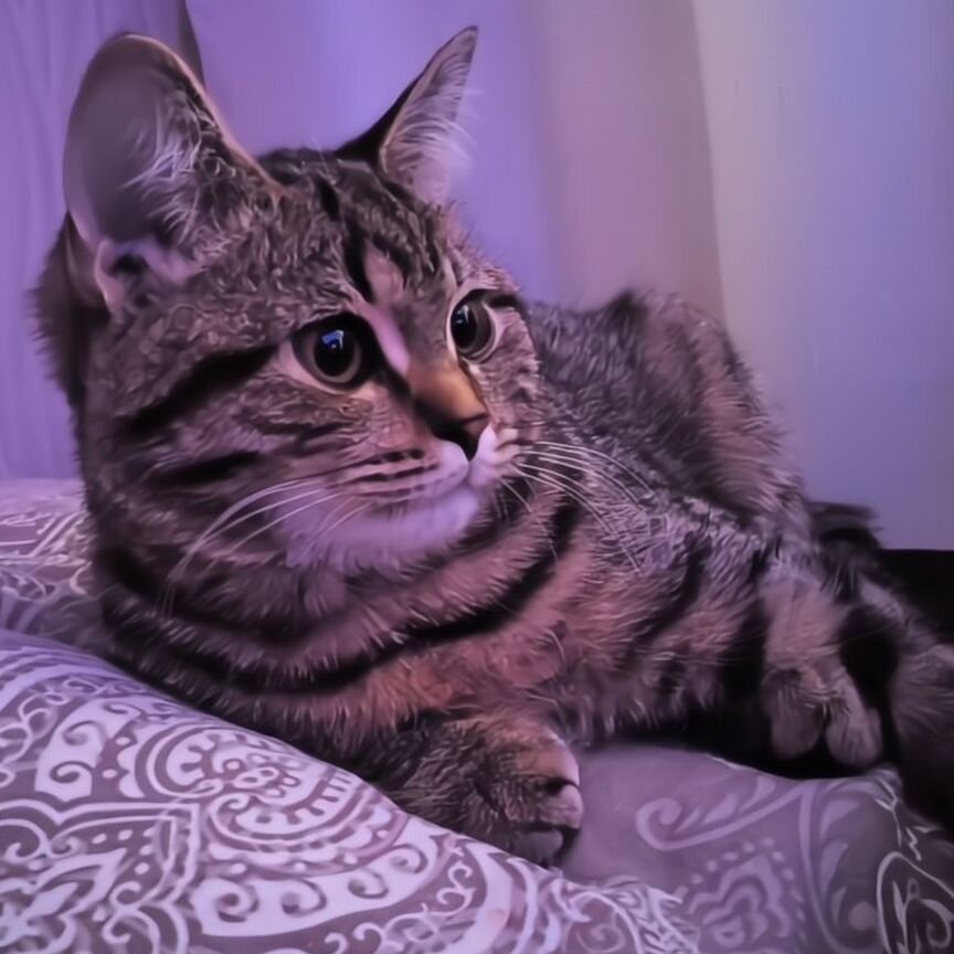 Шотландский прямоухий короткошёрстный кот, взрослый