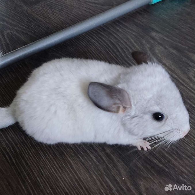 Шиншилла мальчик
