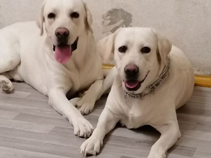 Шикарные щенки лабродора