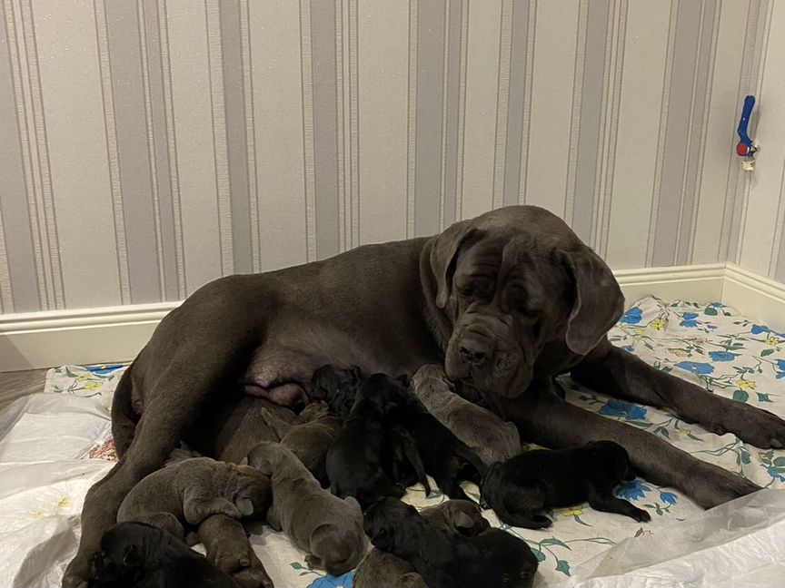 Щенки кане корсо