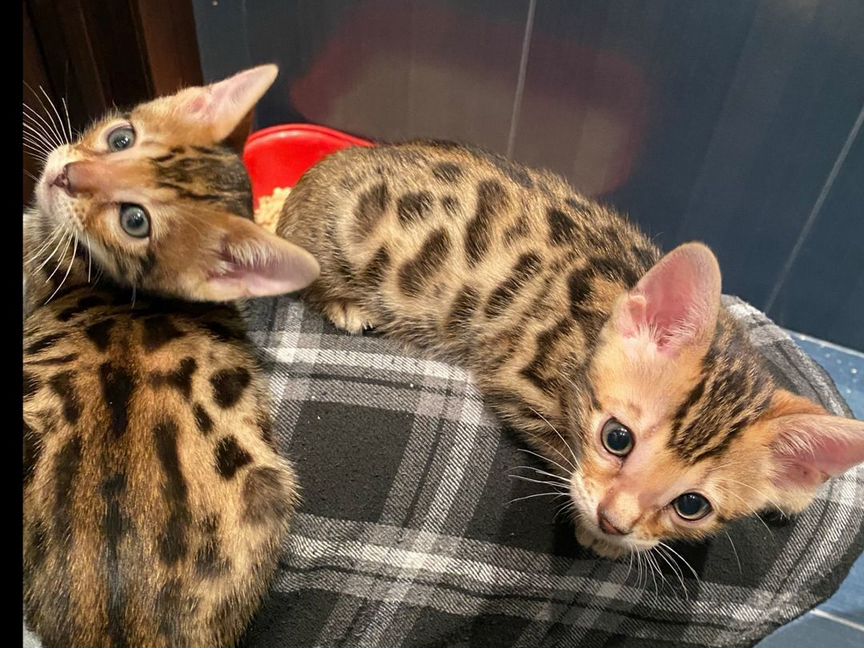Чистокровные бенгальские котята