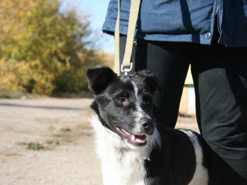 Щенок в добрые руки