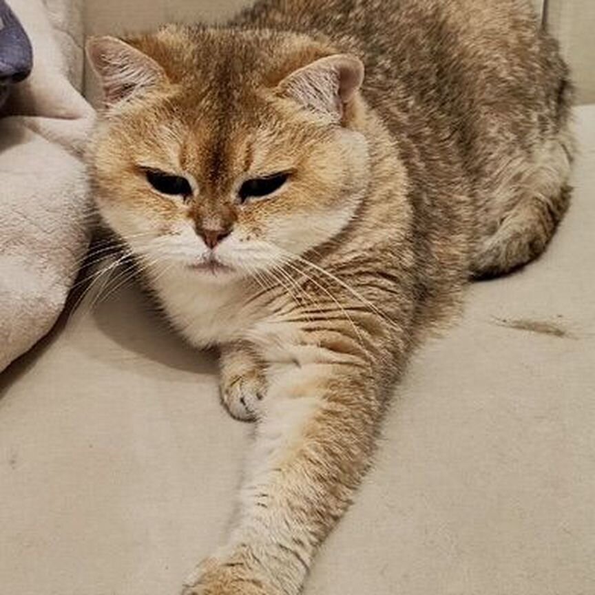 Золотая шиншилла, кошка