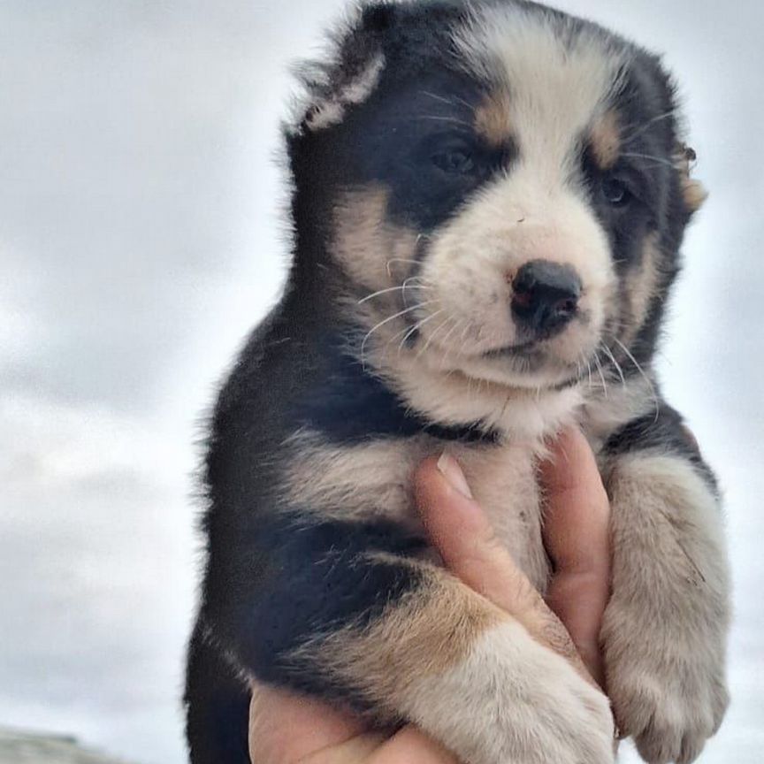 Алабаи щенки