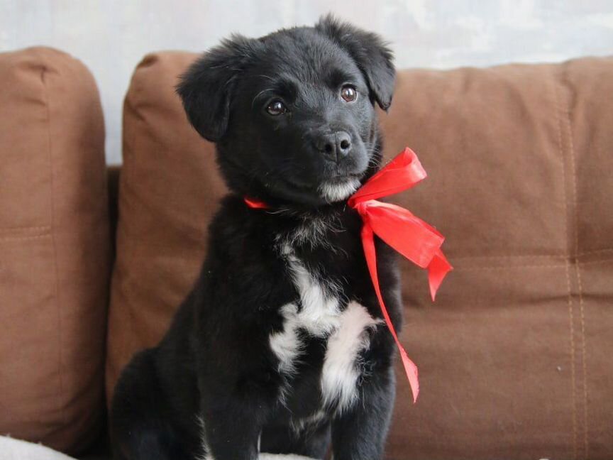 Маковка в добрые руки