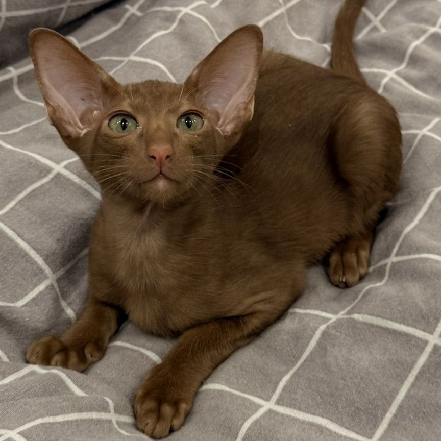 Ориентальный котёнок