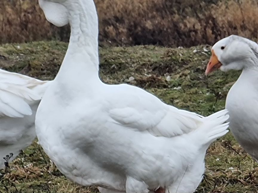 Холмогорские гуси