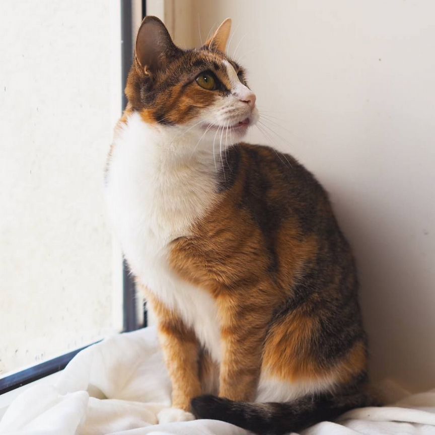 Ждём тебя хозяин