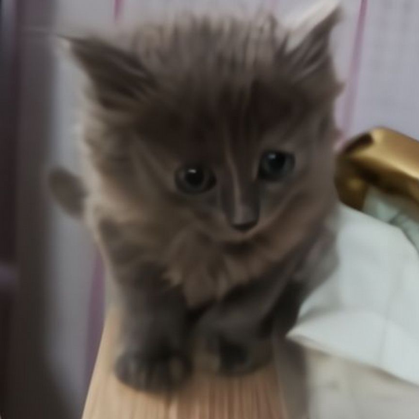 Мейн-кун котёнок