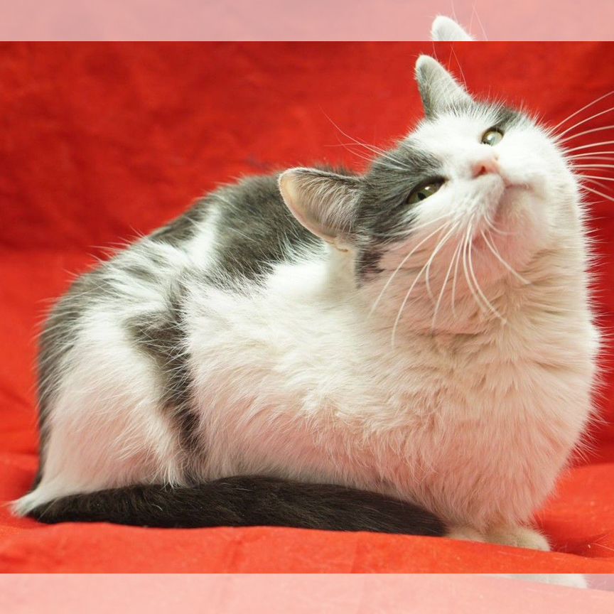 Взрослая, кошка в добрые руки