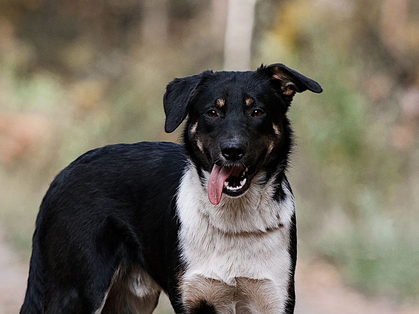 Молоденький кобель щенок подросток