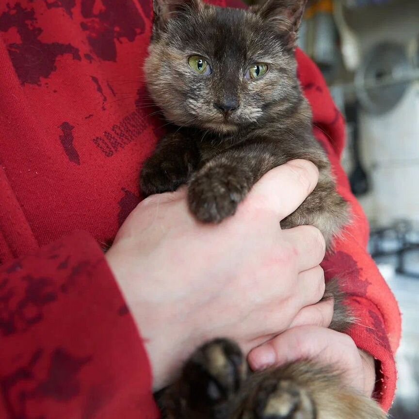 Котенок девочка Корица 5 мес ищет дом