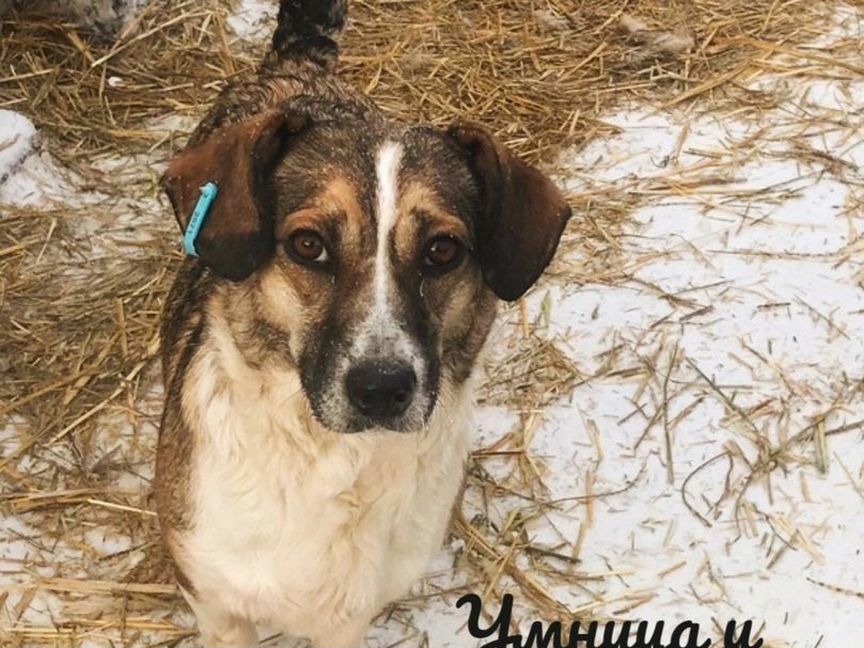 Крош, Бим, Стеша- три мелкаша коротколапика