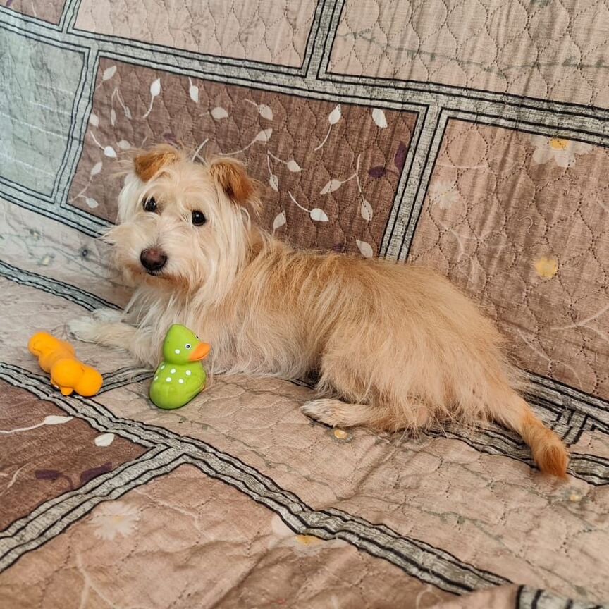 Московский дракон Кузя 3 года ищет дом