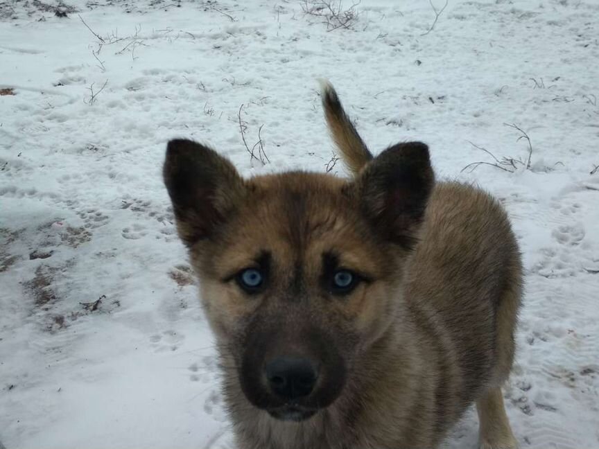 Щенки родились 6 августа