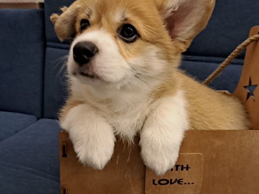 Вельш-корги пемброк