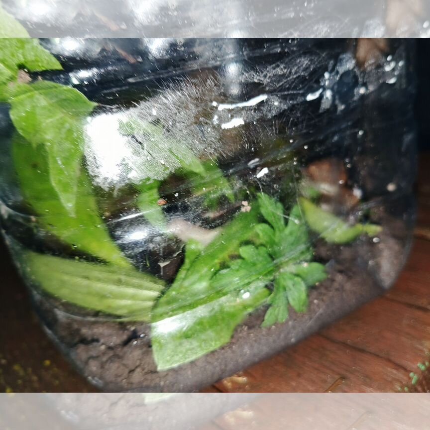 Террариум большой прозрачный с улитками 8 штук