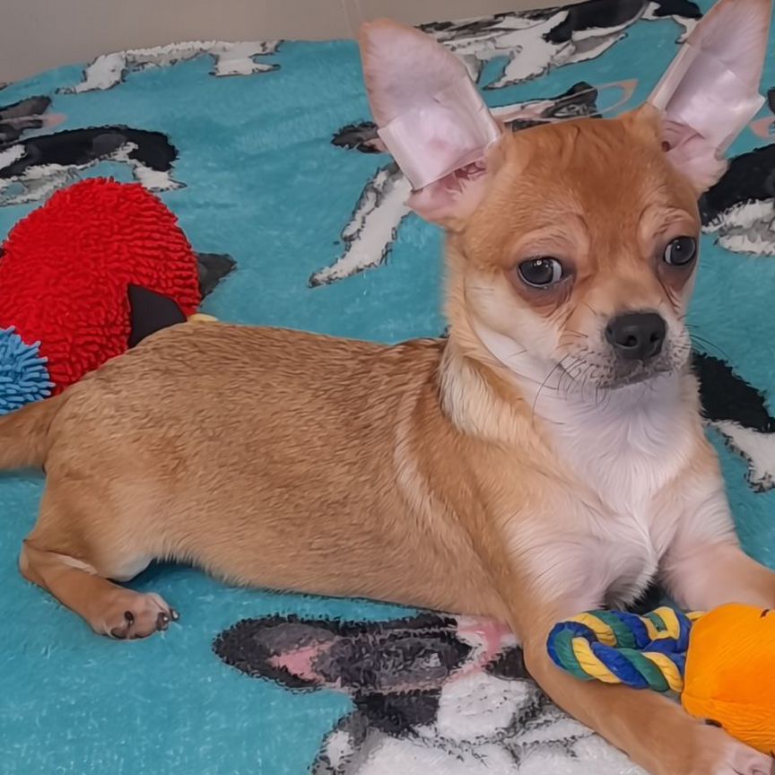 Чихуахуа, щенок