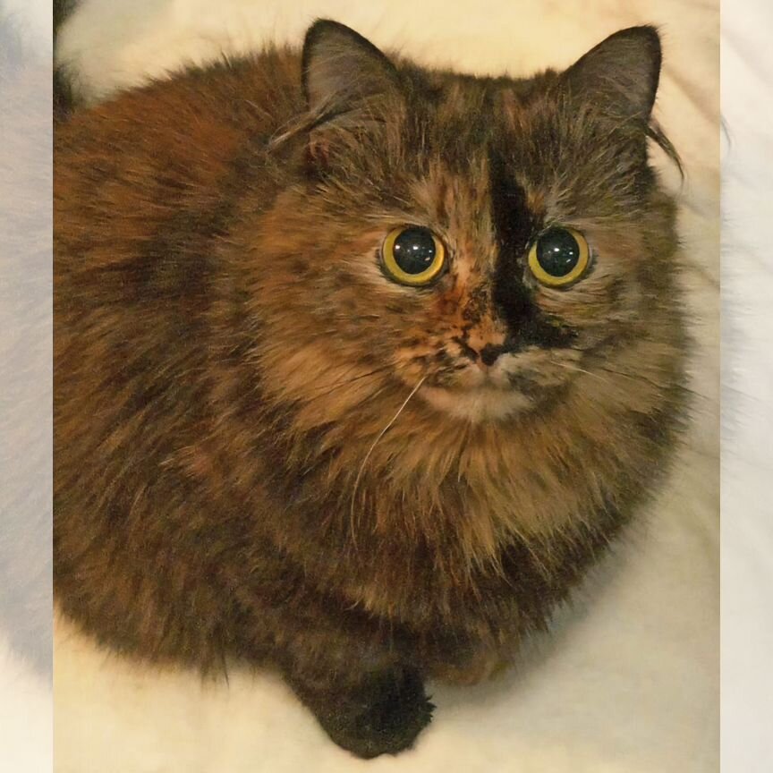 Взрослая кошка в добрые руки