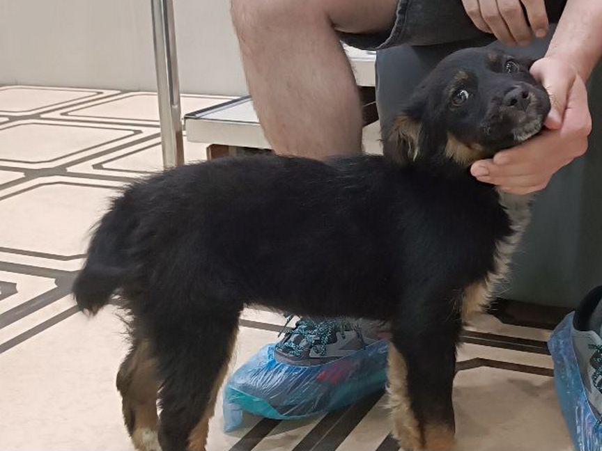 Собака в добрые руки отдам бесплатно