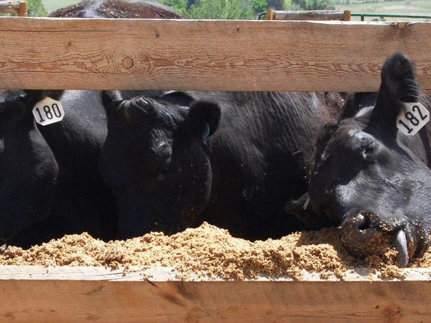 Пивная дробина