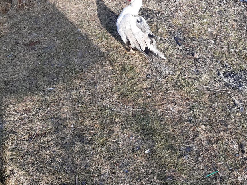 Селезень индоутки