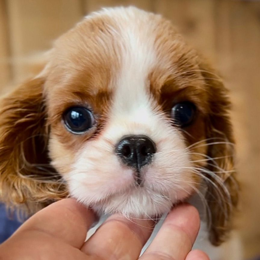 Кавалер кинг чарльз спаниель девочка